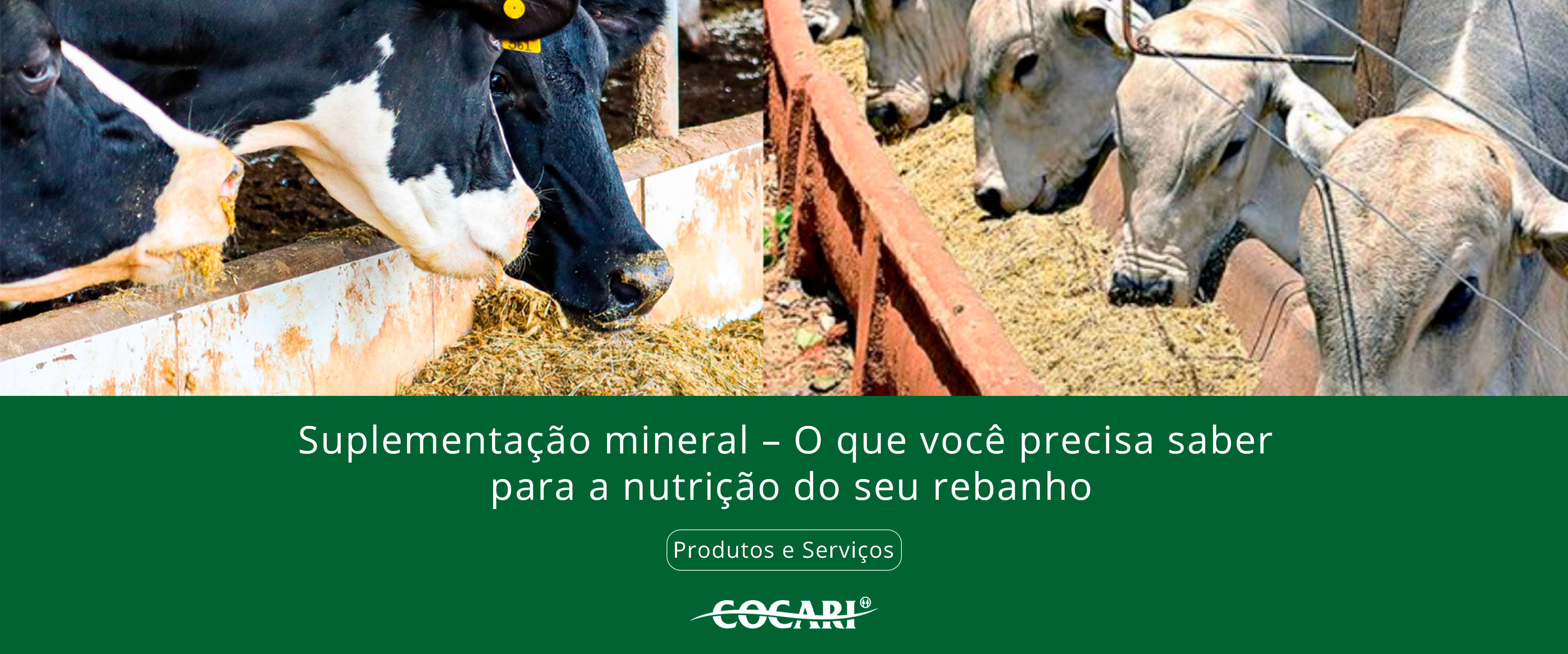 COCARI - Informativo