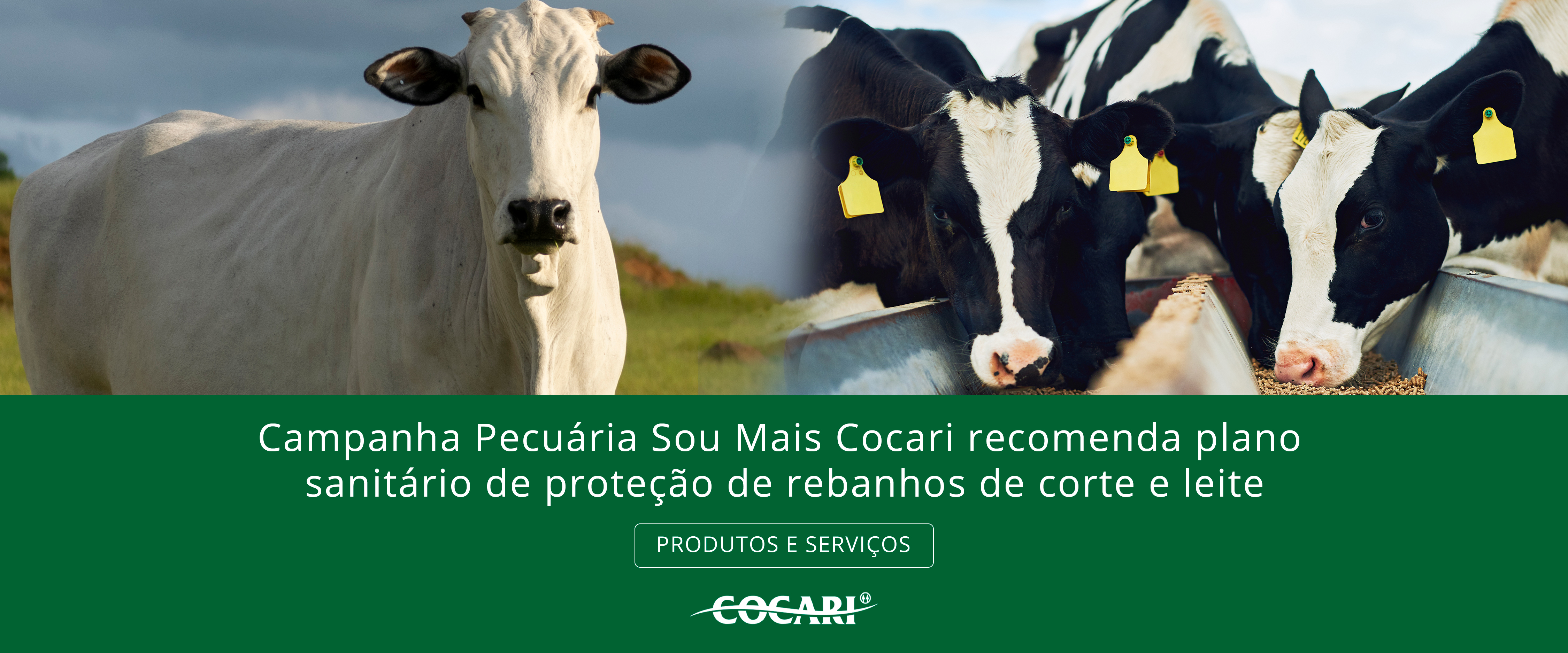 COCARI - Informativo